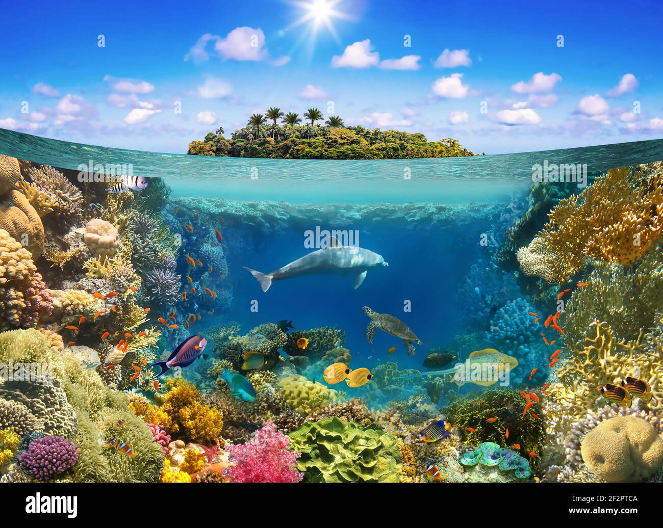 Underwater world. Coral fishes of Red sea. Egypt Stock Photo - Alamy