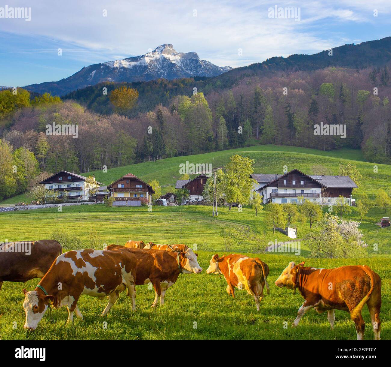 The cows on Austrian Alp, Salzburger Land, Austria Stock Photo - Alamy