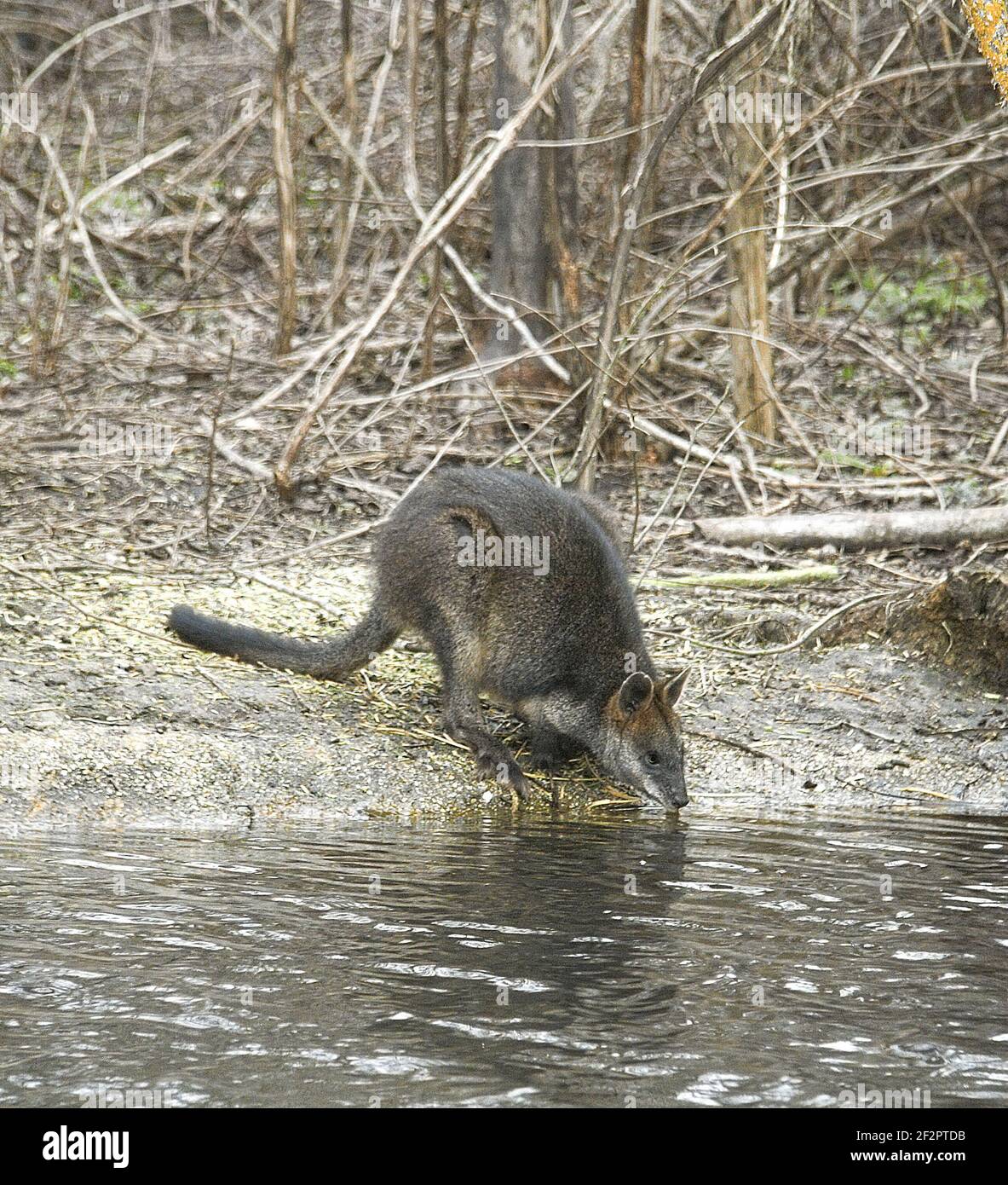 Bush wallaby hi-res stock photography and images - Alamy