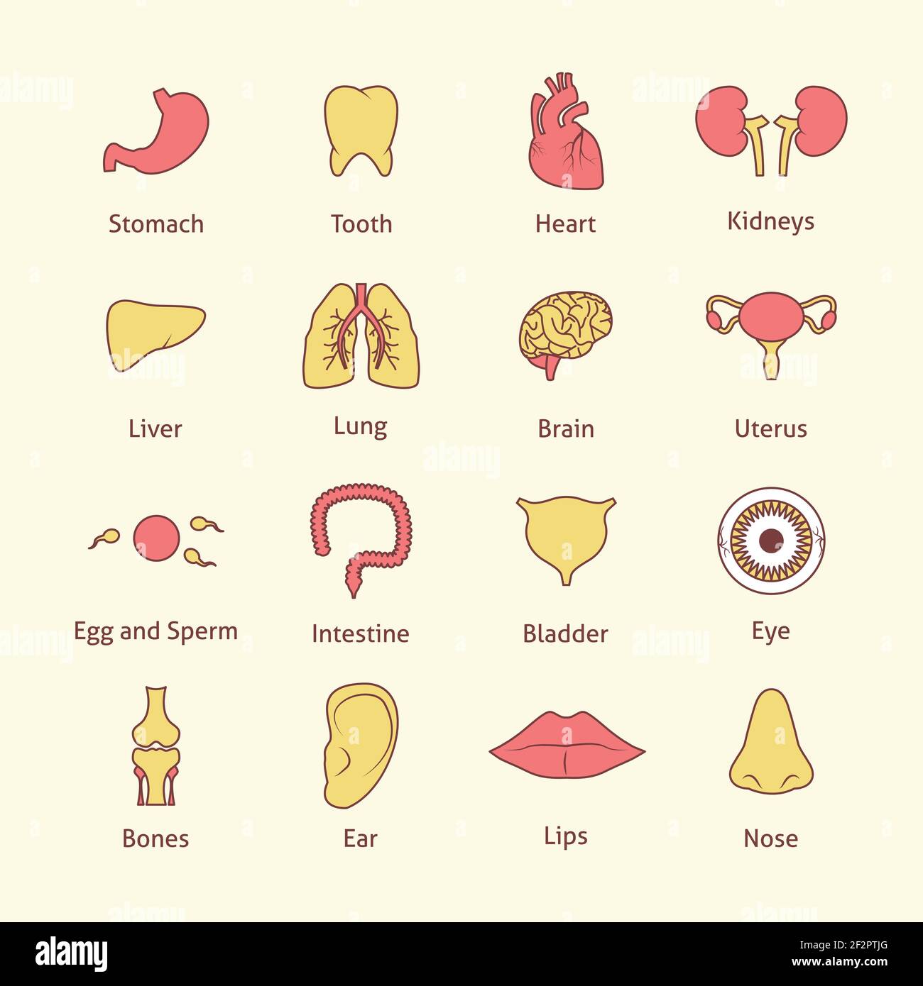 Human organs flat line icons set stomach tooth heart isolated vector ...