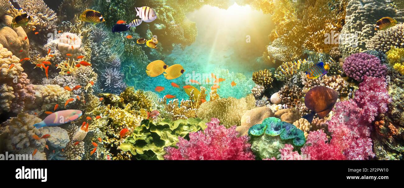 Colorful Coral Reefs Hd