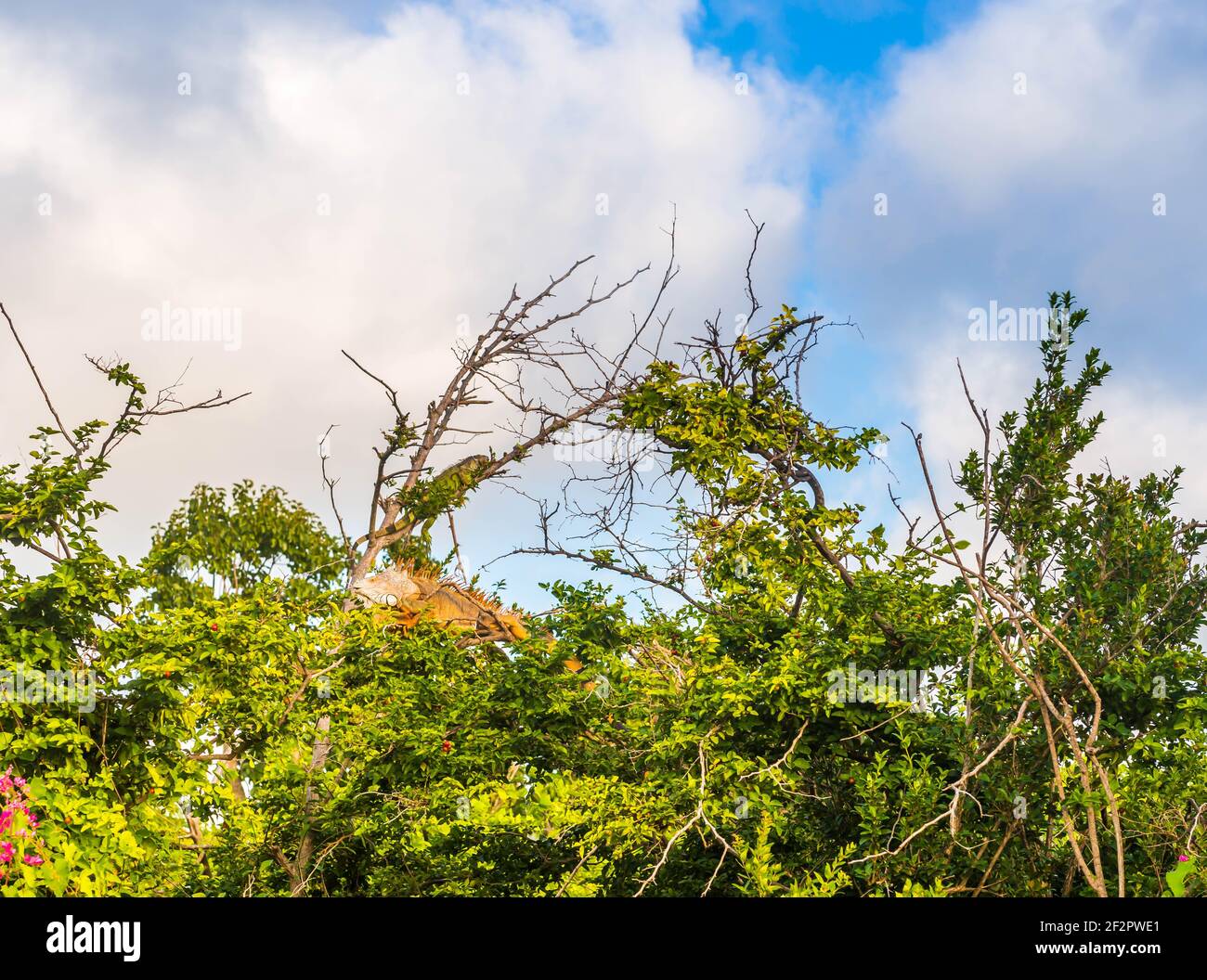iguana hiding in the vegetation on the island of Saint Martin in the ...