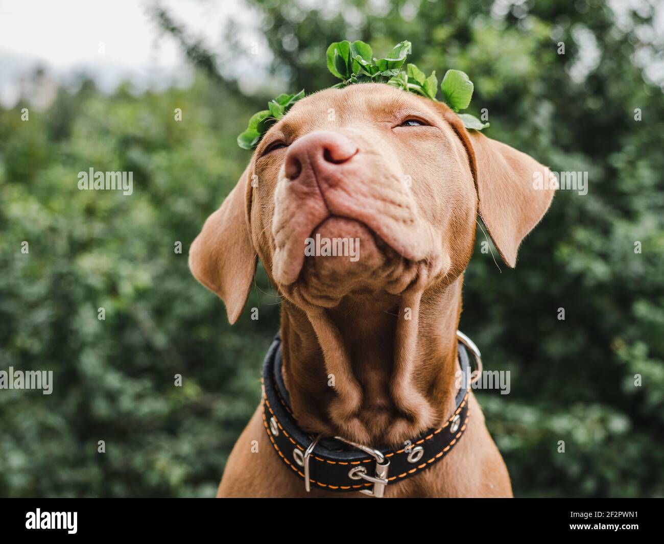 Lovable, pretty puppy of chocolate color. Close-up, outdoor. Day light ...
