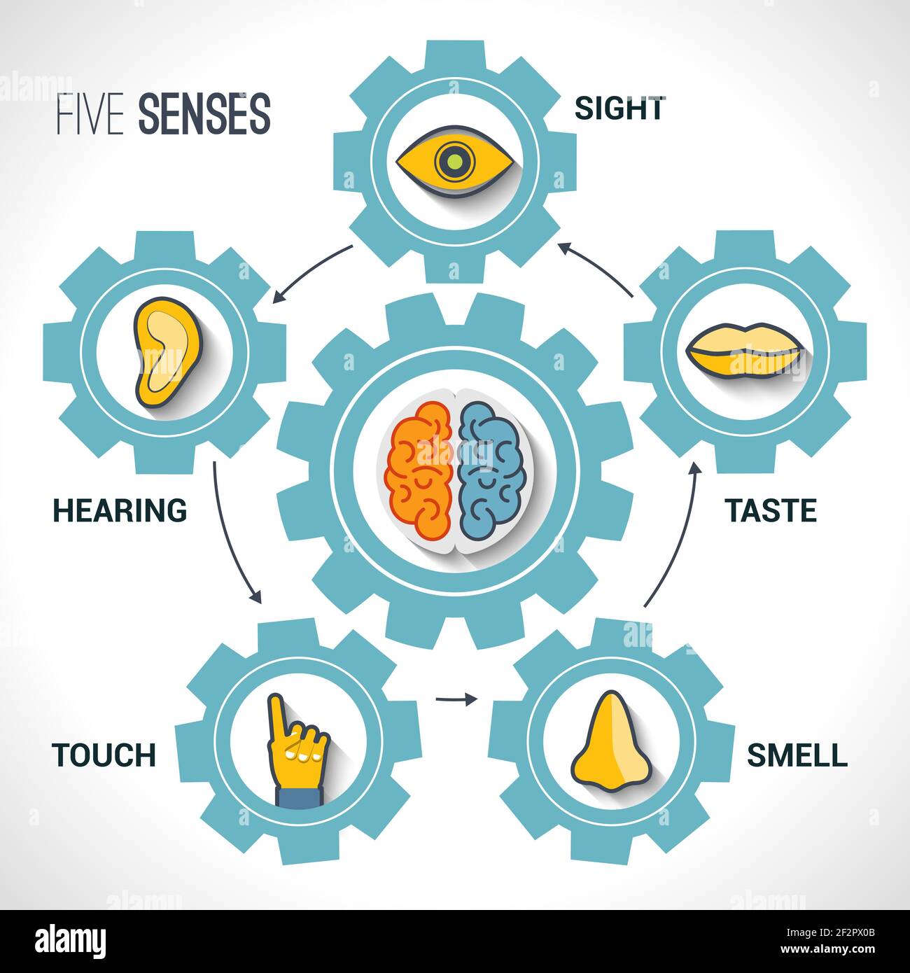 Five senses concept with human organs icons and brain in cogwheels ...