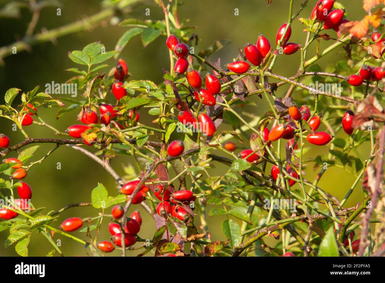 rose bush full of bright red Autumn rose hip fruits, leaves and stem ...