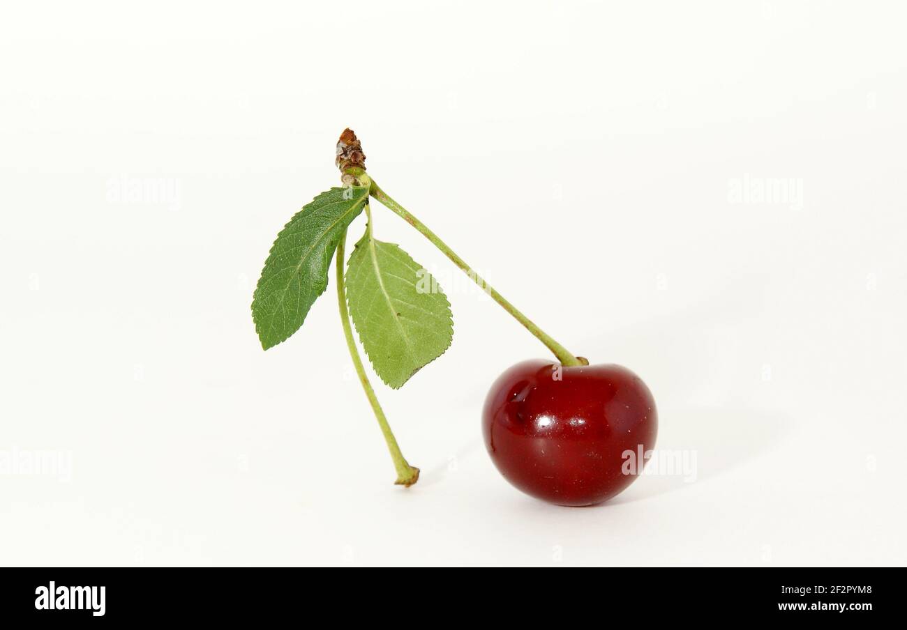 Fresh bright red cherry closeup, isolated on a white background Stock ...