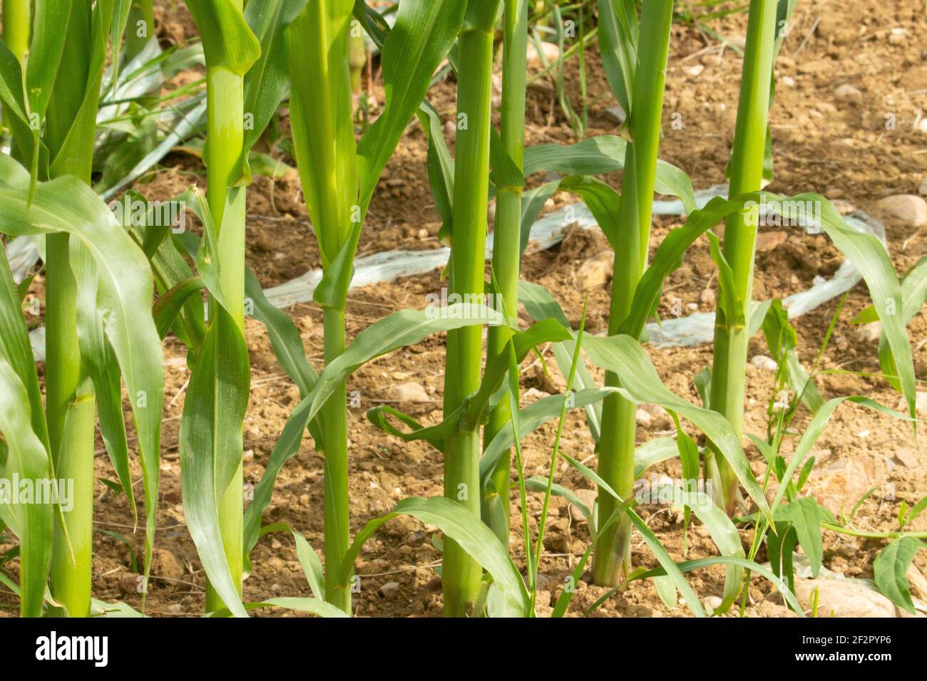 rows of corn growing in a field with brown soil and plastic Stock Photo ...