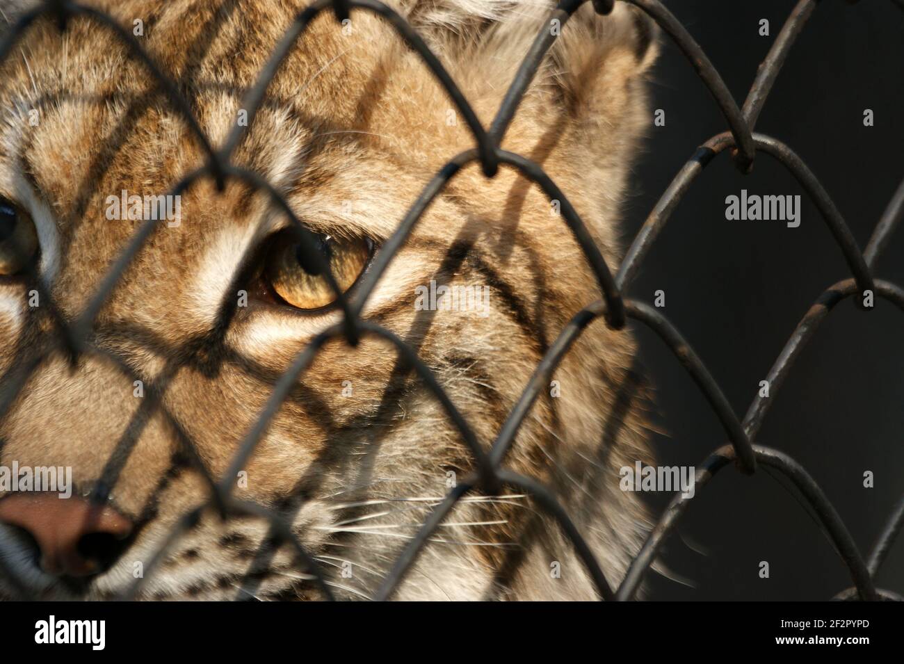Large image sad eyes cheetah grid cells Stock Photo - Alamy