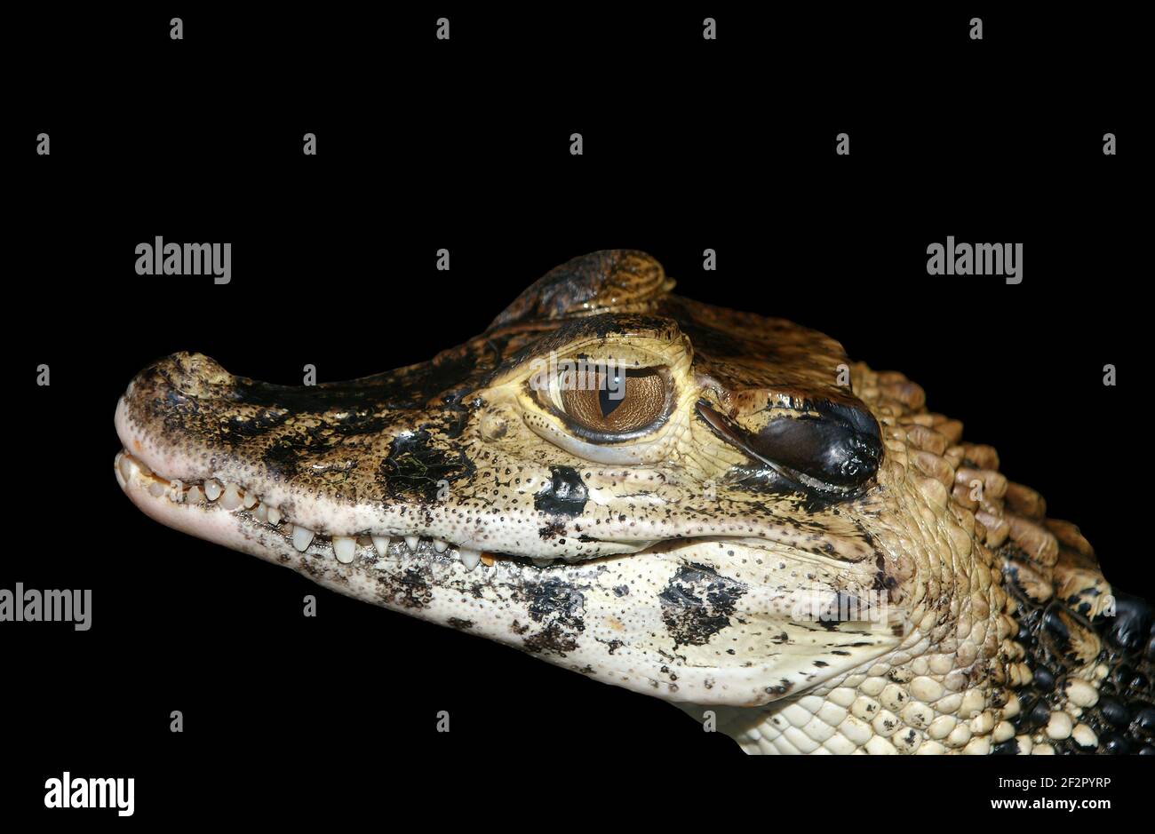 Large-scale image of the head of a crocodile, isolated on black ...