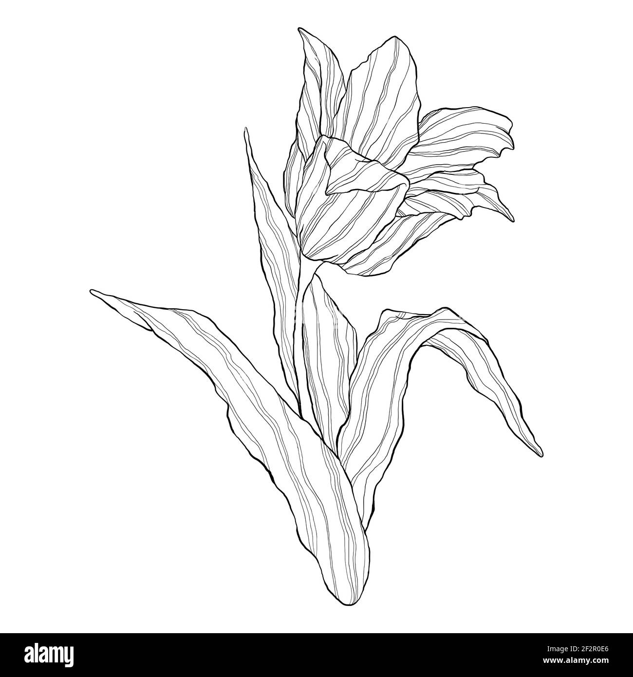 Single line art tulip in flat cartoon style. Wild spring wildflower ...