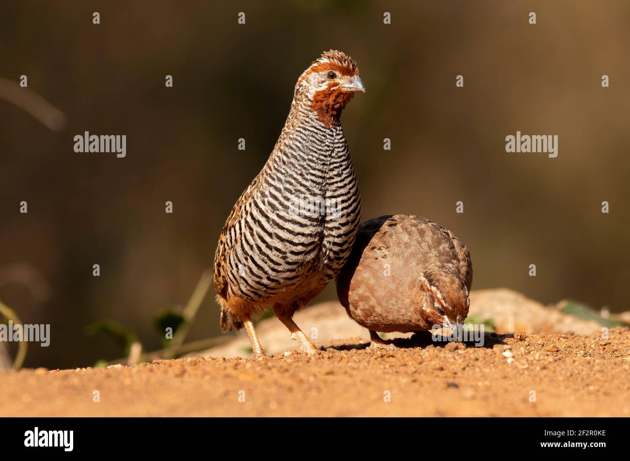 Jungle bush quail india hi-res stock photography and images - Alamy