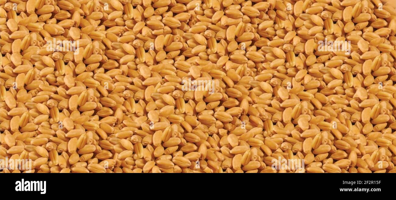 Wheat grain as background texture Stock Photo - Alamy