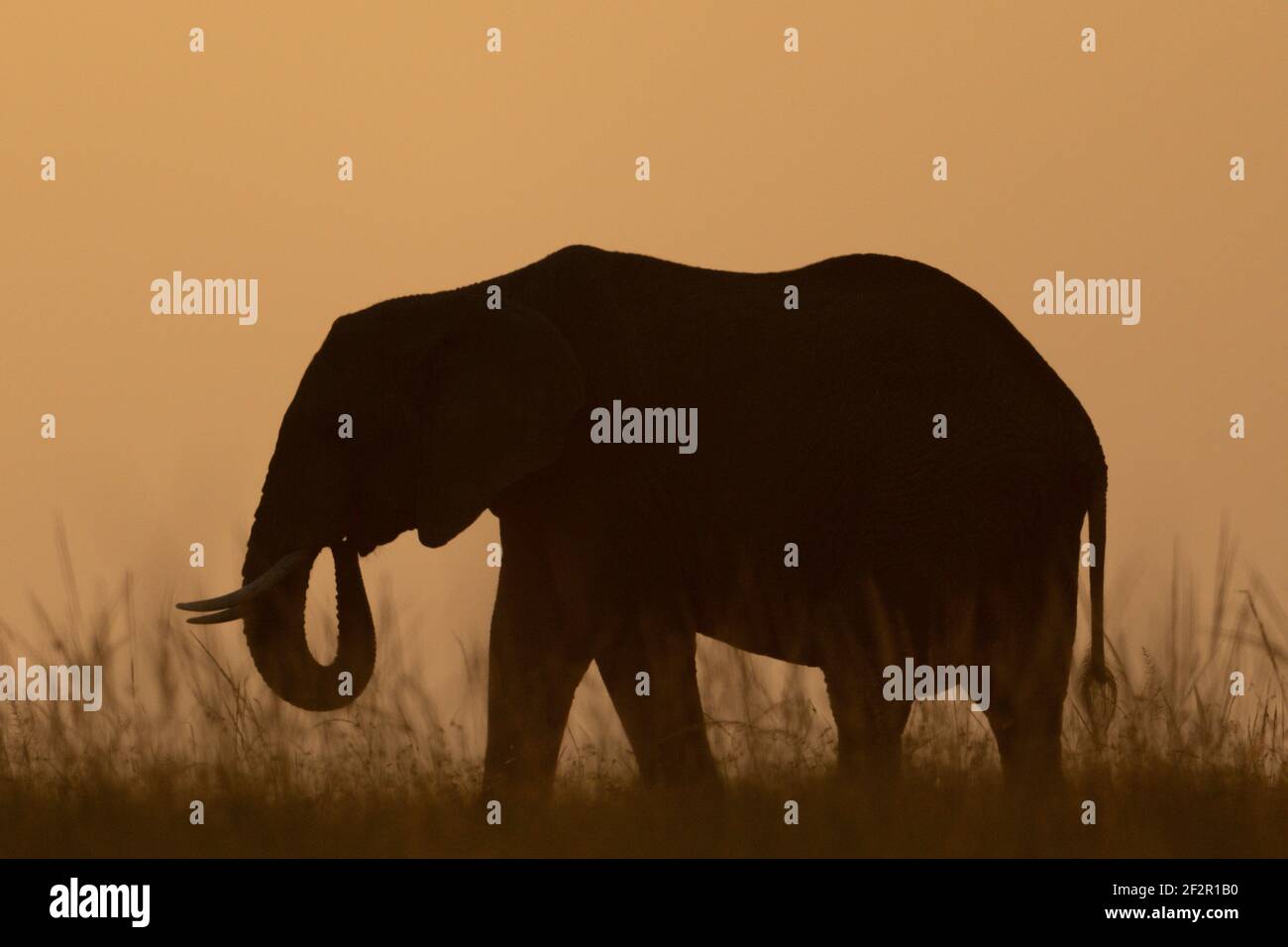 African bush elephant at sunset on horizon Stock Photo - Alamy