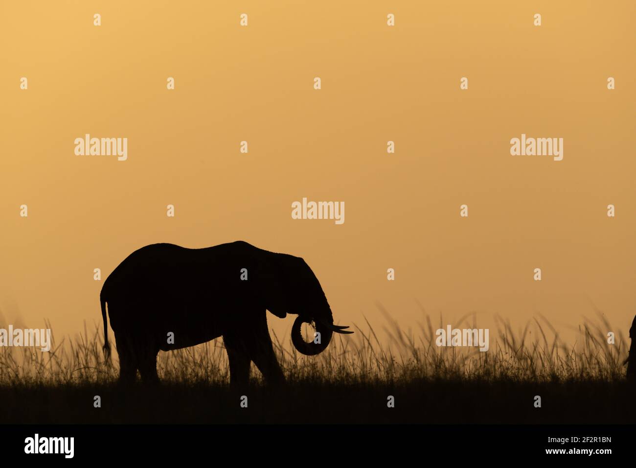 African bush elephant crossing horizon at dusk Stock Photo - Alamy