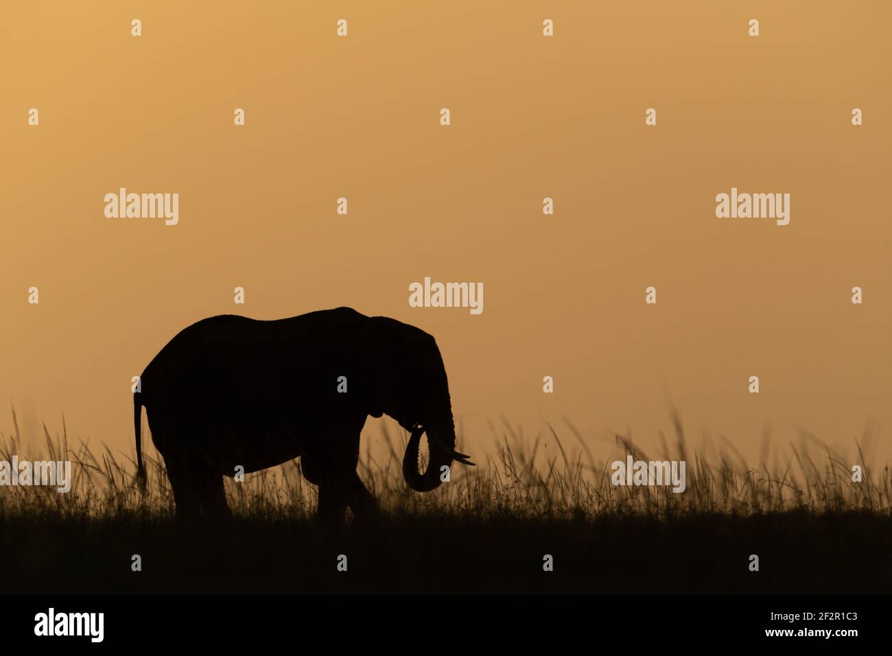African bush elephant facing right at sunset Stock Photo - Alamy