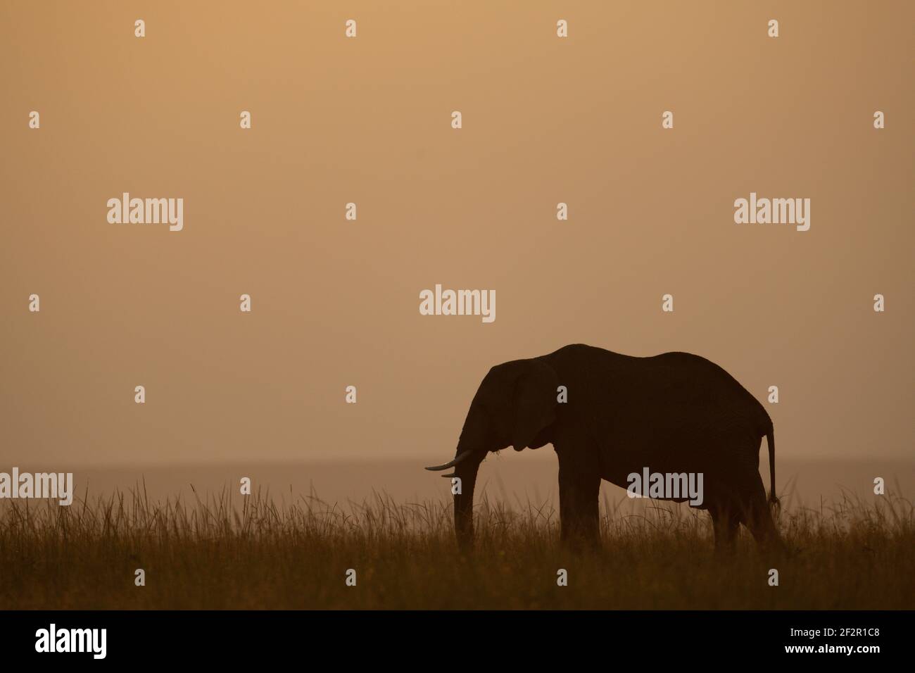 African bush elephant on horizon at sunset Stock Photo - Alamy