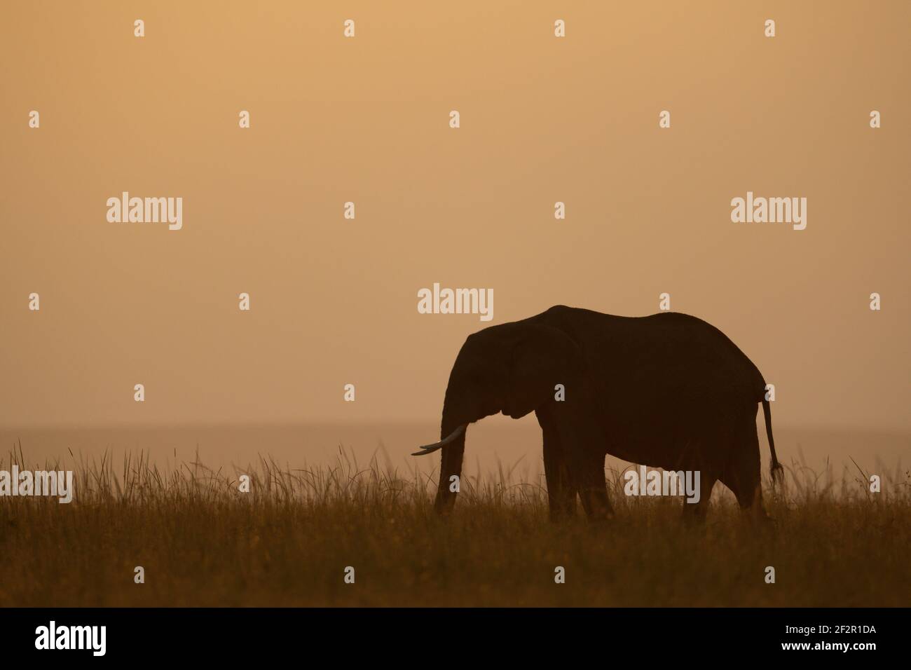 African bush elephant stands silhouetted on horizon Stock Photo - Alamy