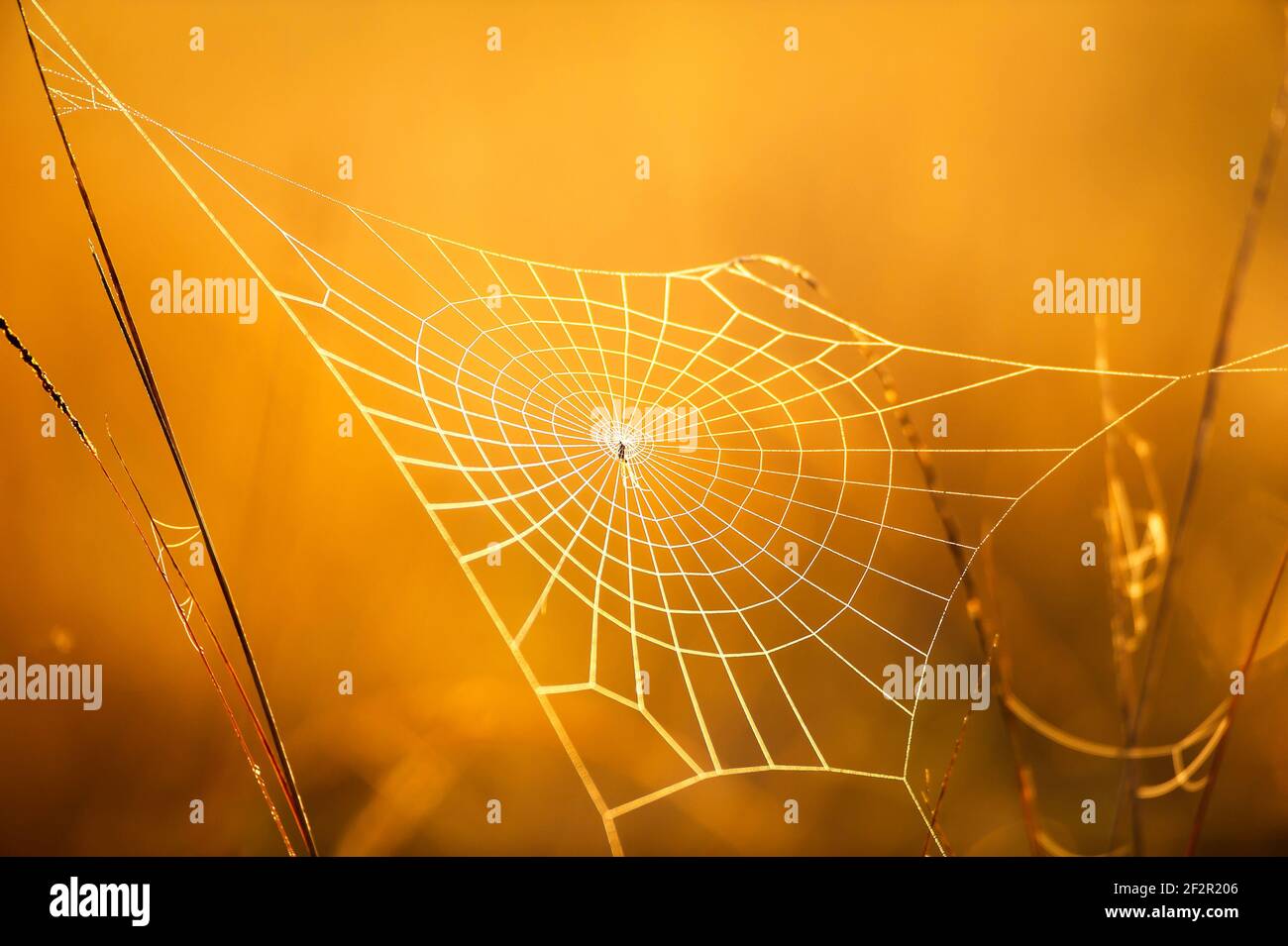 Golden network asia hi-res stock photography and images - Alamy