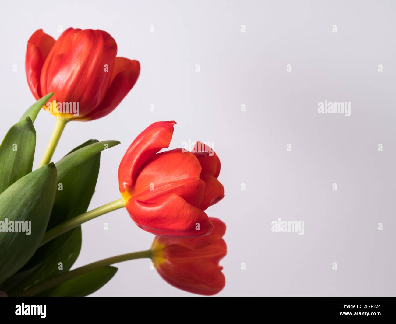 Red tulips bunch on hi-res stock photography and images - Alamy