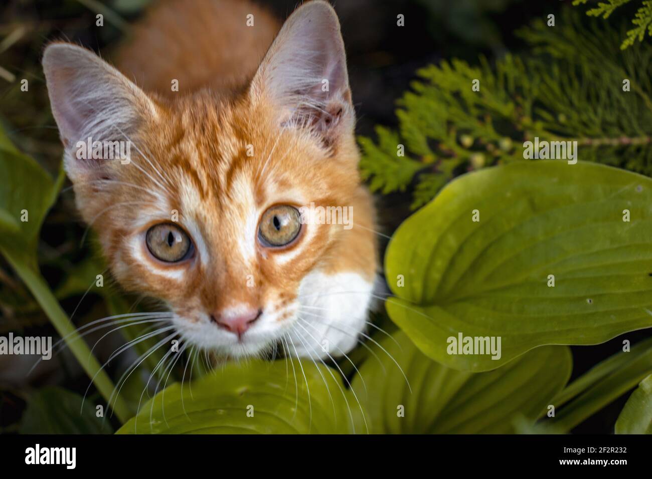 A ginger kitty portrait Stock Photo - Alamy