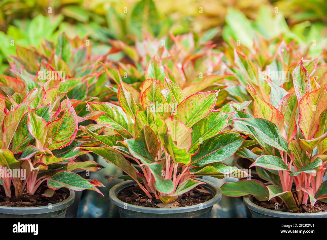 Chinese evergreen aglaonema hi-res stock photography and images - Alamy Chinese evergreen aglaonema hi-res stock photography and images - Alamy