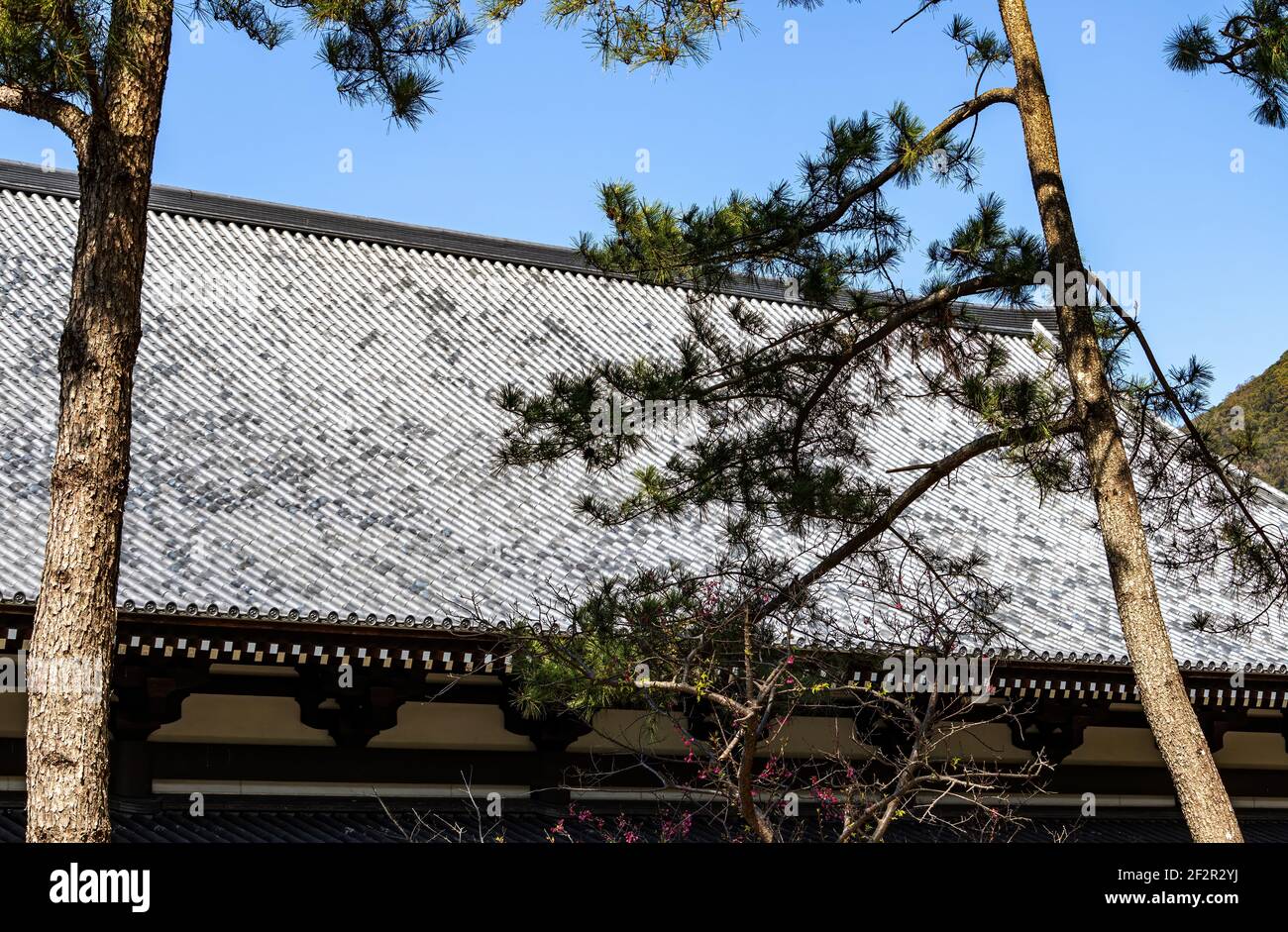 2 pine trees overshadow a small sakura tree below them, but are dwarfed ...