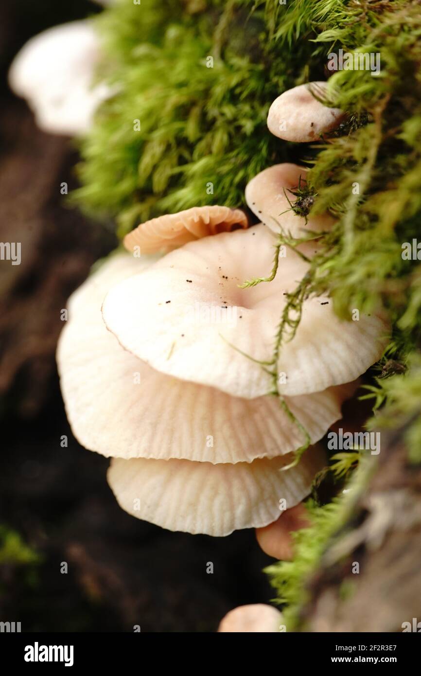 A vertical shot of white mushroom caps on a blurred background Stock ...