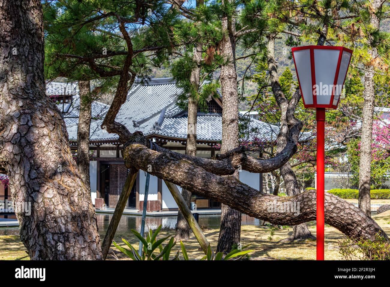 A pine tree is kept upright by 2 wooden and 1 steel supporter Stock ...