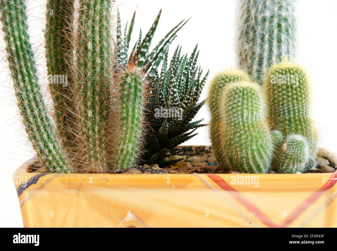 Decorative cactus on a white background Stock Photo - Alamy