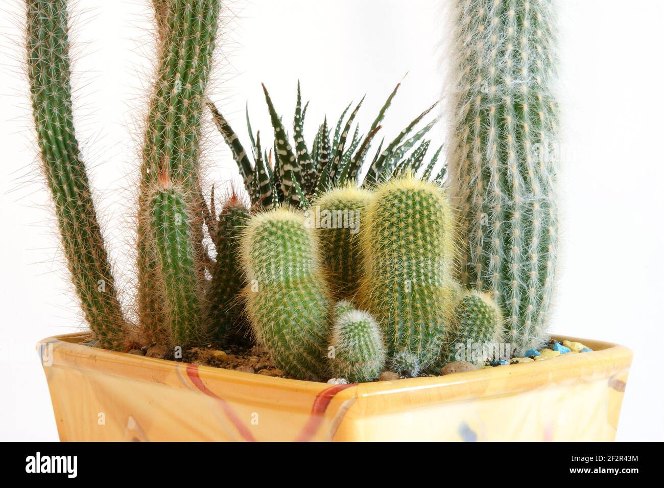 Decorative cactus on a white background Stock Photo - Alamy