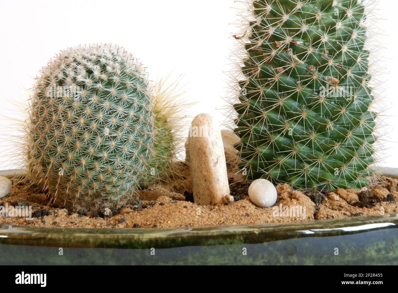 Decorative cactus on a white background Stock Photo - Alamy