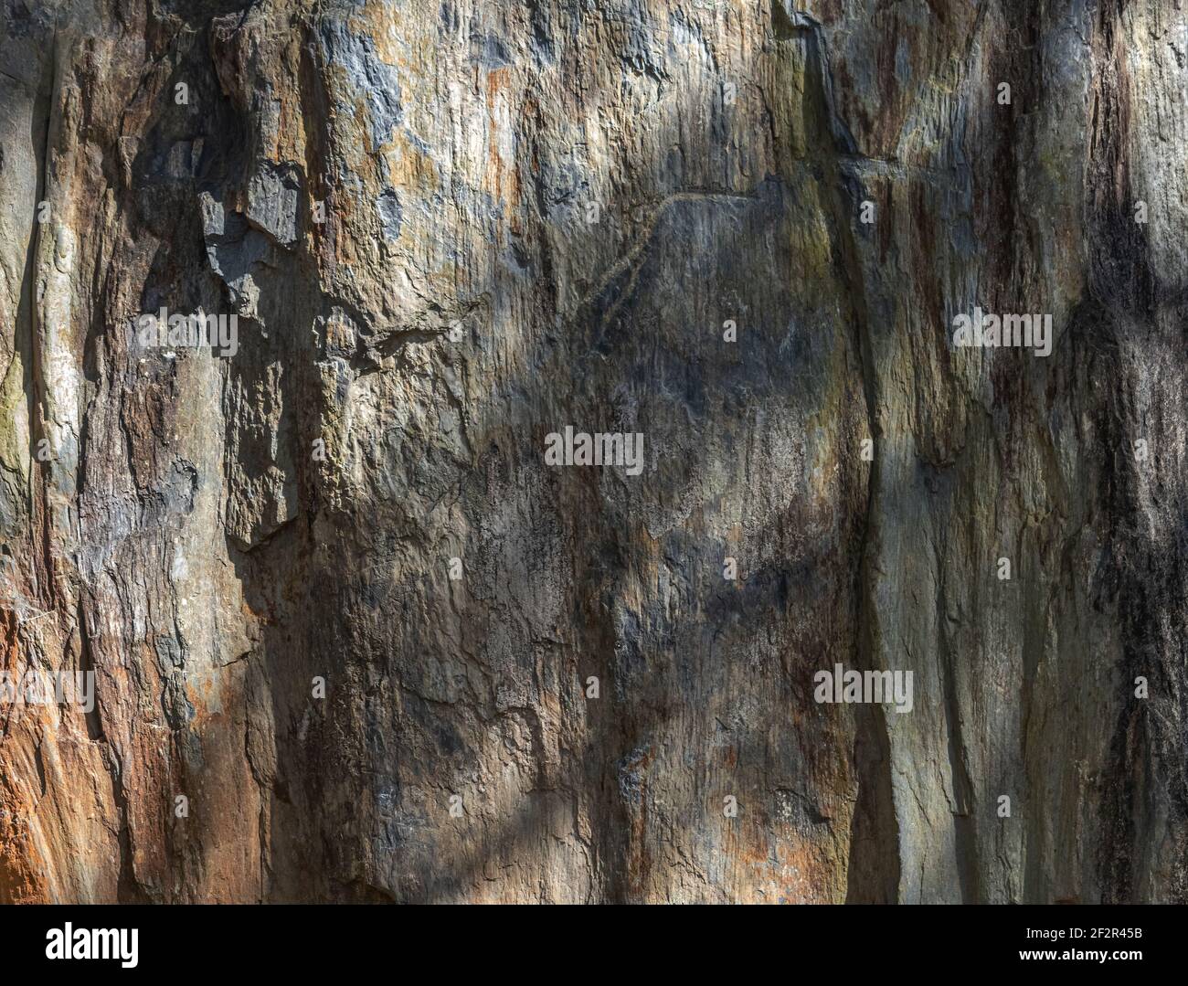 The rough and grainy texture of the trunk of a dead tree, can be a shoe ...