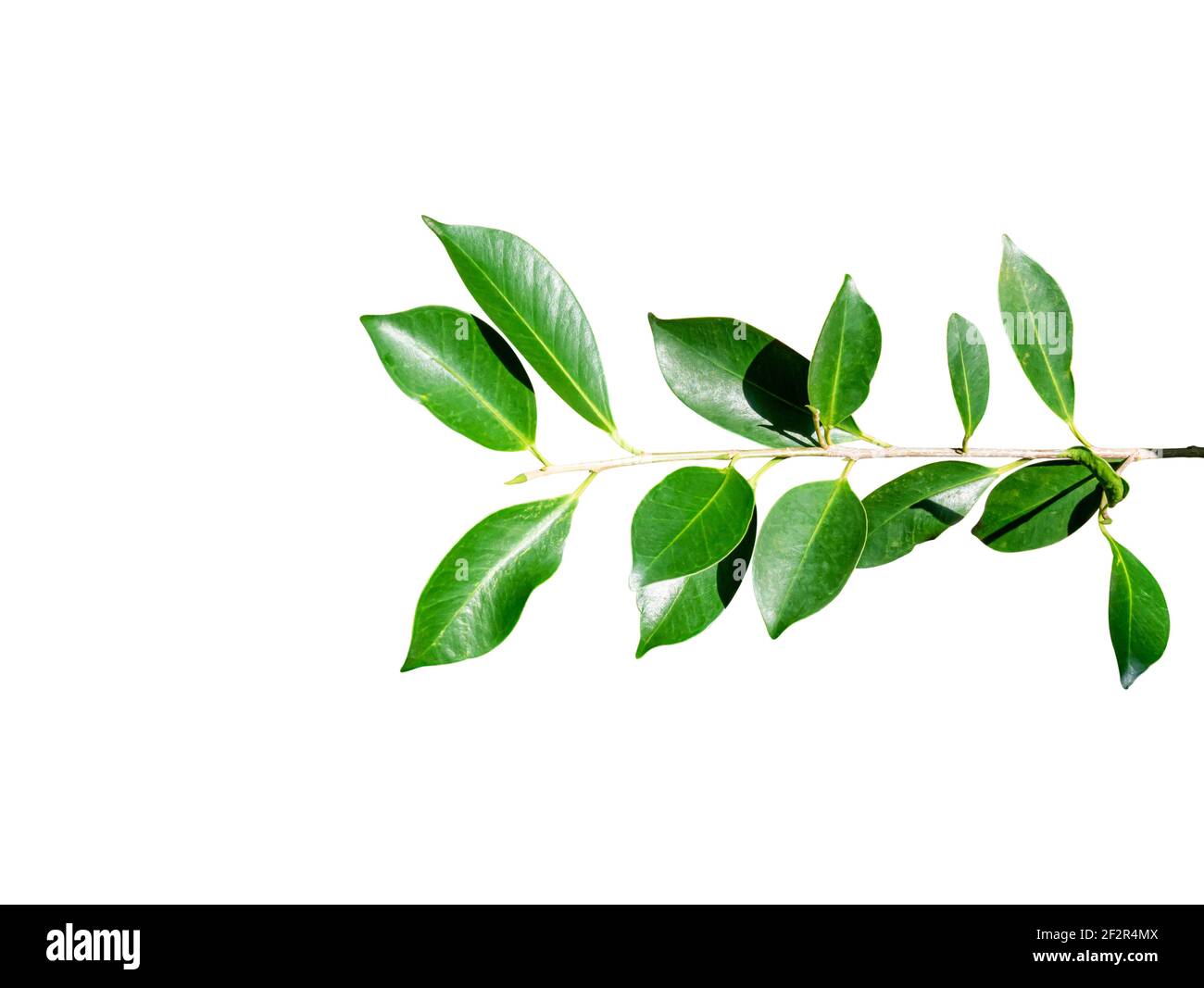 Green leaves branch isolated on white background with clipping path ...