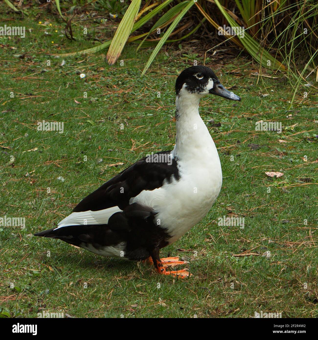 Muscovy duck in Victoria Lake Reserve in Whanganui,Manawatu-Wanganui ...