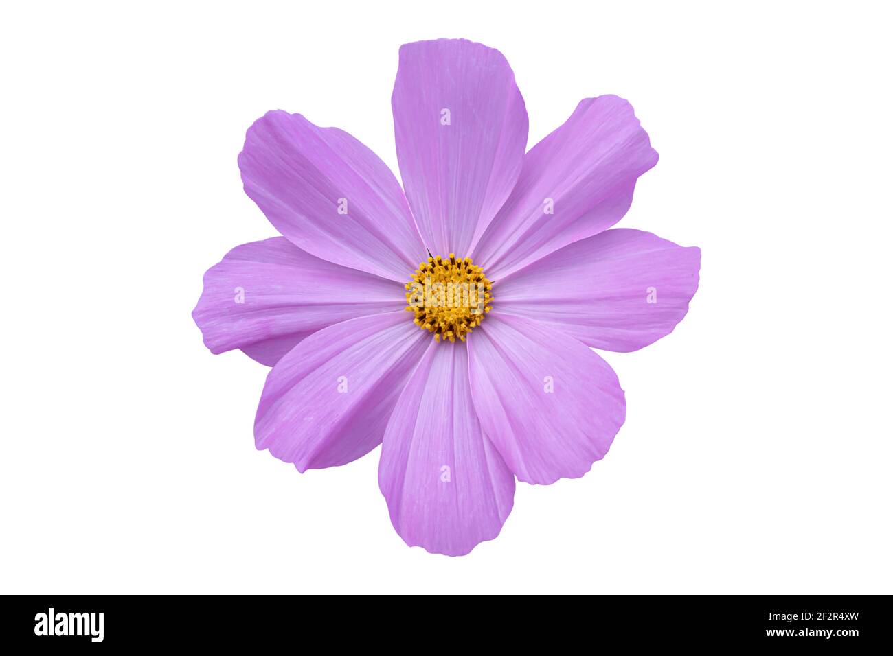 Pink Cosmos flower isolated on white background. Blooming plant with ...