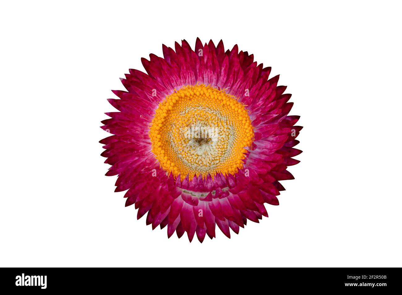 Purple strawflower ( Helichrysum bracteatum flowers ) isolated on white ...