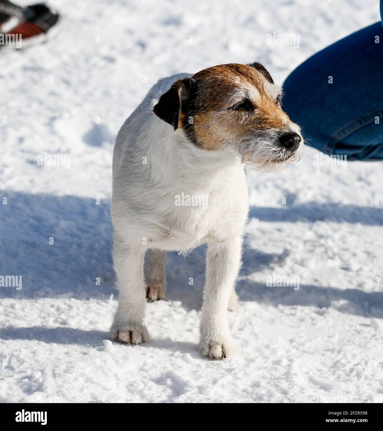 Nice jack russell terrier hi-res stock photography and images - Alamy