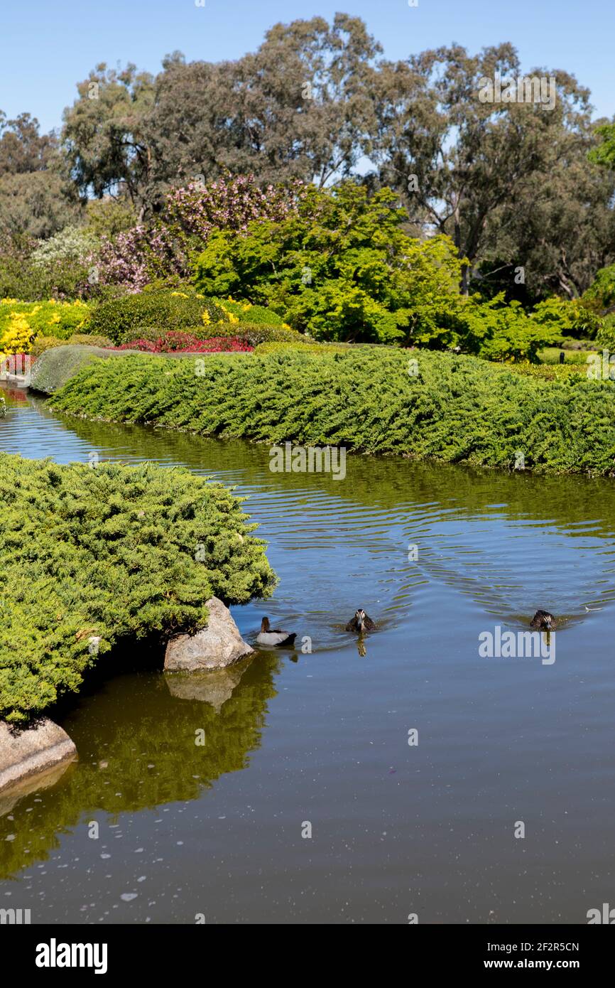 Japanese ducks hi-res stock photography and images - Alamy