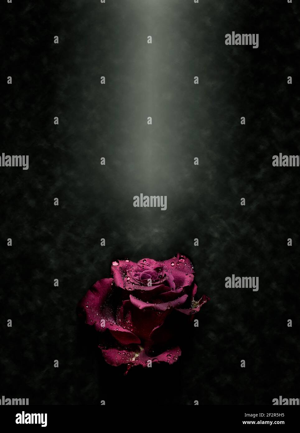 Flowers in spotlight hi-res stock photography and images - Alamy