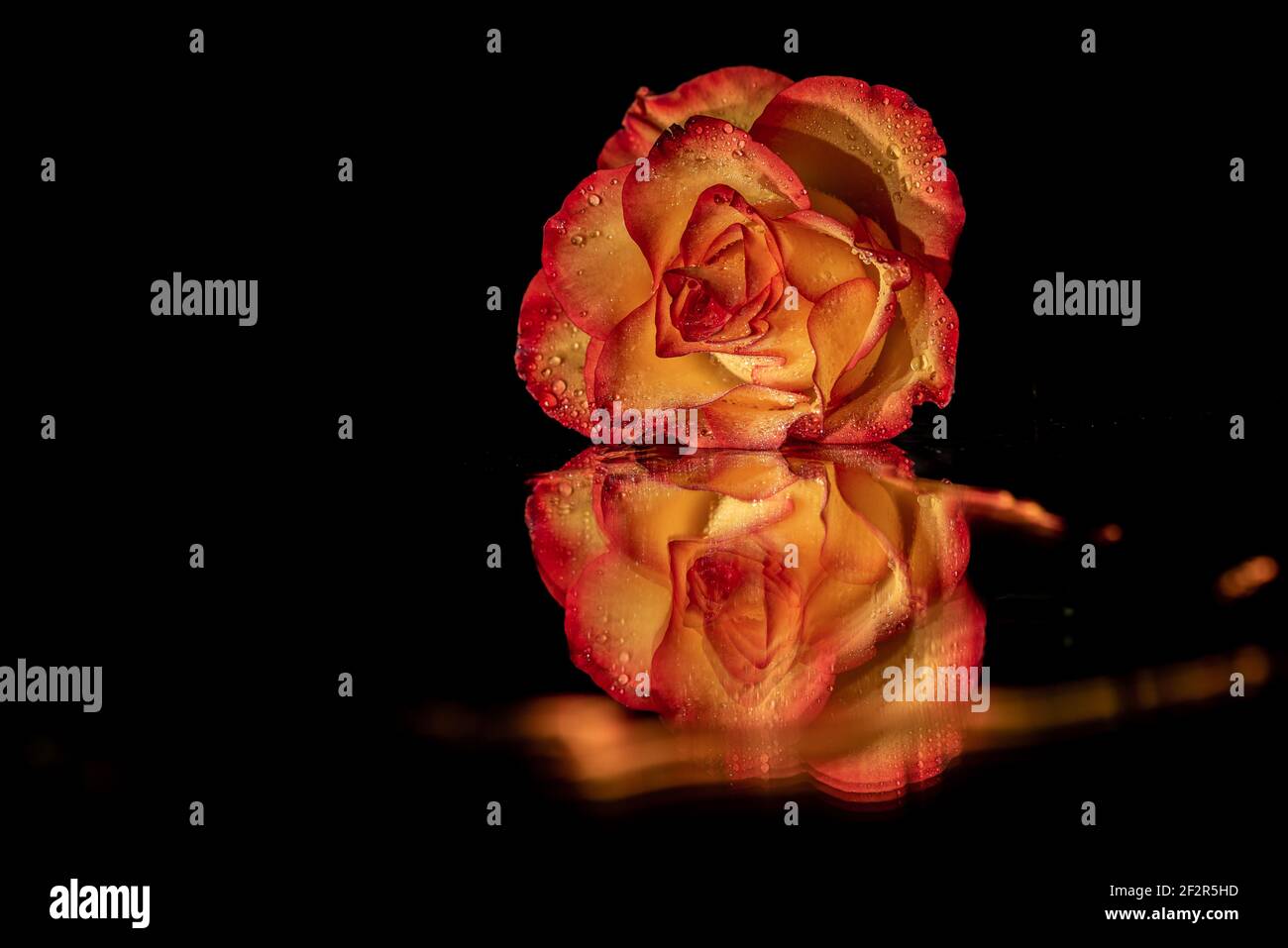 Rose on a mirror Stock Photo - Alamy
