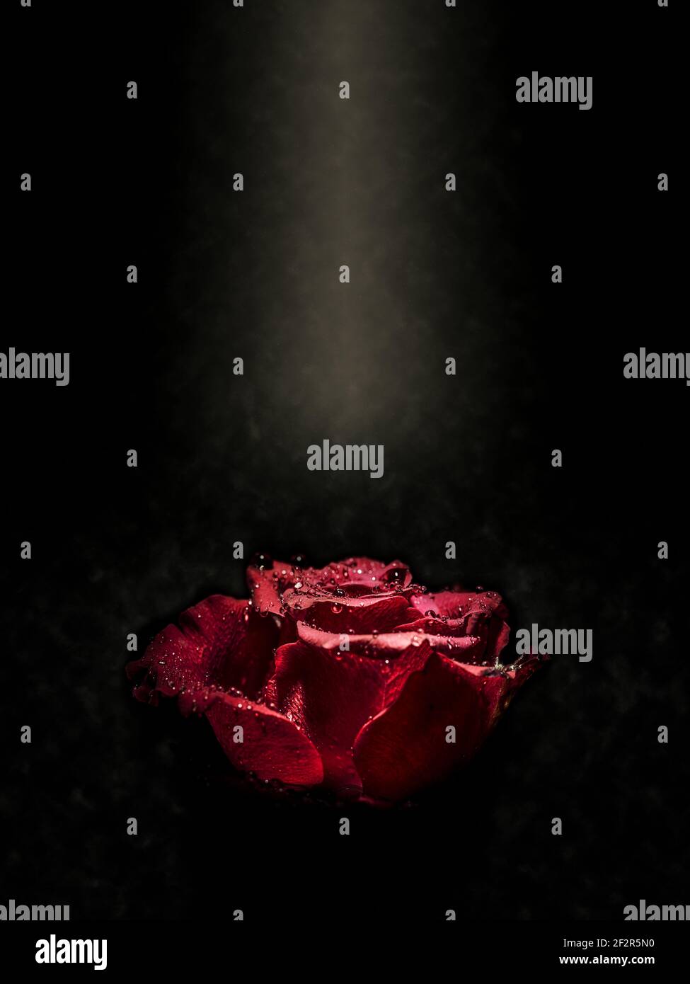 Rose in spotlight hi-res stock photography and images - Alamy