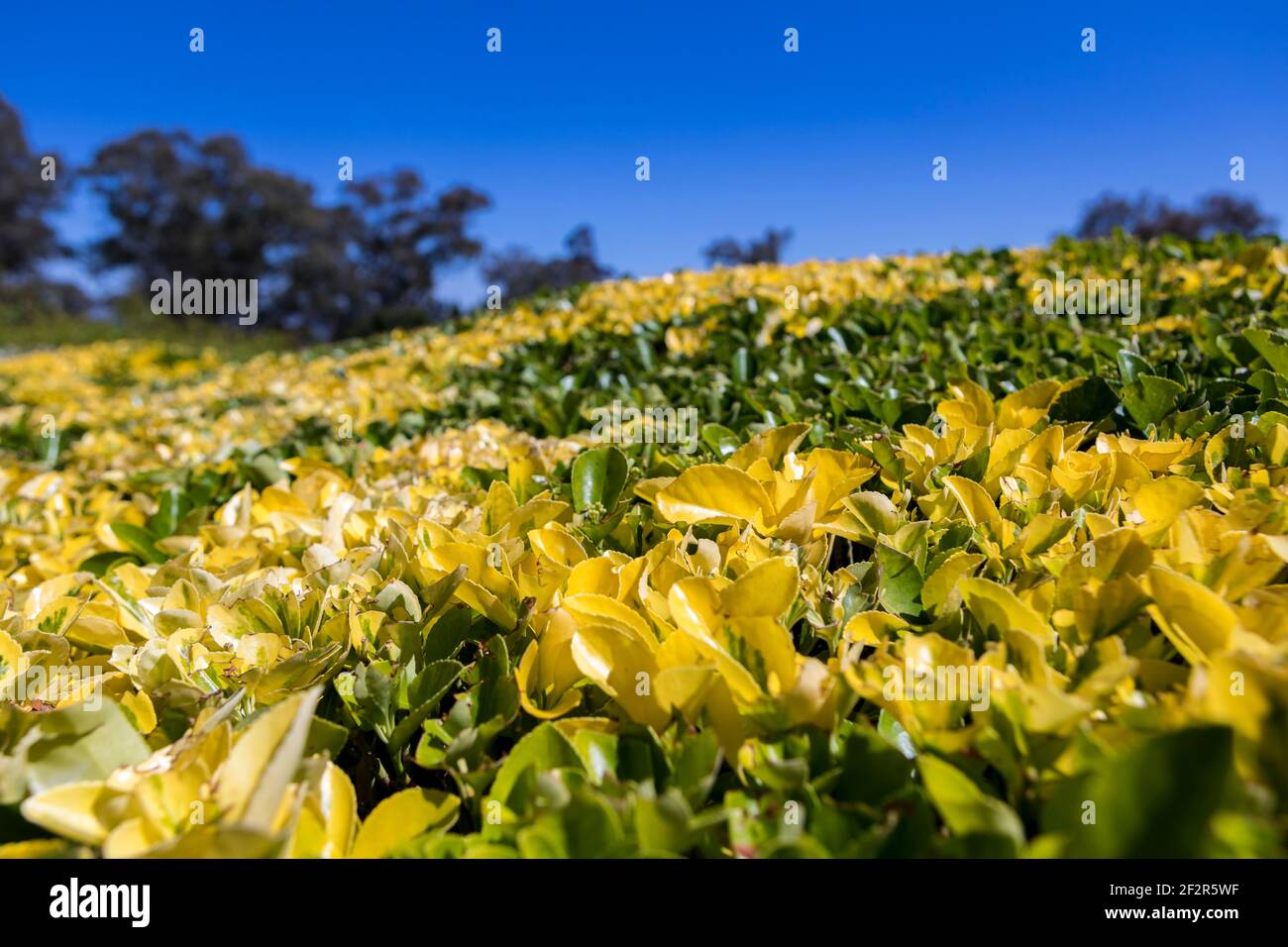 Low green hedge hi-res stock photography and images - Alamy