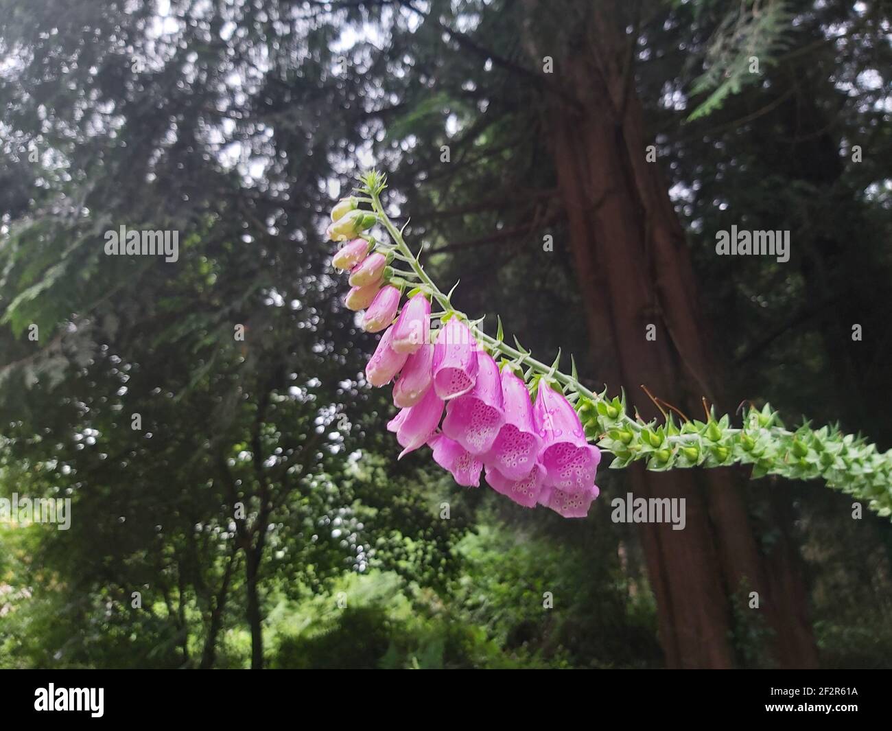 Beautiful Foxgloves High Resolution Stock Photography and Images - Alamy