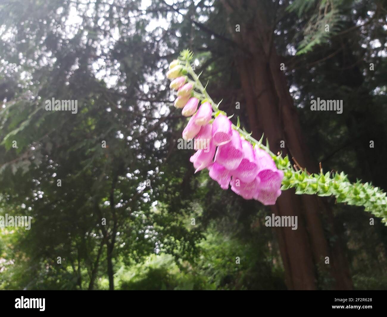 Beautiful foxgloves hi-res stock photography and images - Alamy