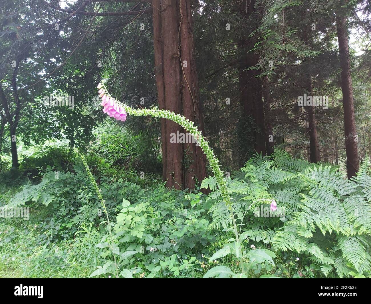 Beautiful foxgloves hanging over a footpath in rural Cornwall Stock ...