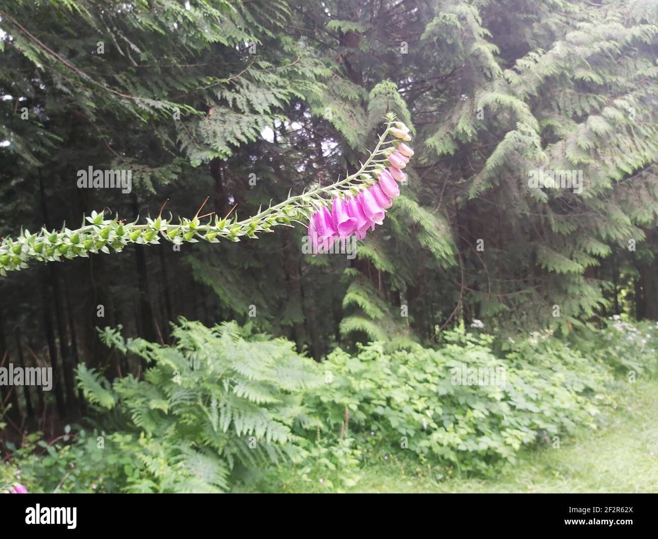 Beautiful foxgloves hanging over a footpath in rural Cornwall Stock ...