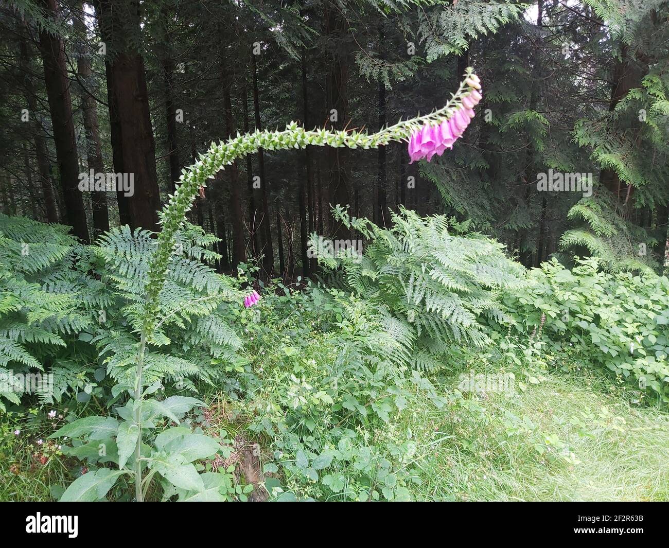 Beautiful foxgloves hanging over a footpath in rural Cornwall Stock ...