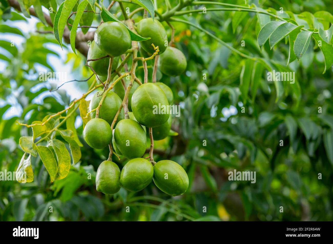 Bunch of raw unripe Hog plum (spondia mombin) on tree Stock Photo - Alamy