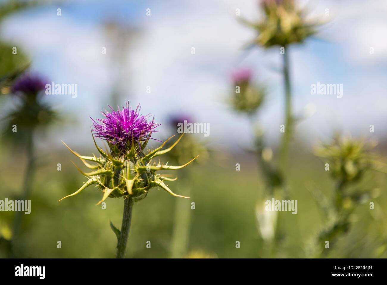 Scottish thistle hi-res stock photography and images - Alamy