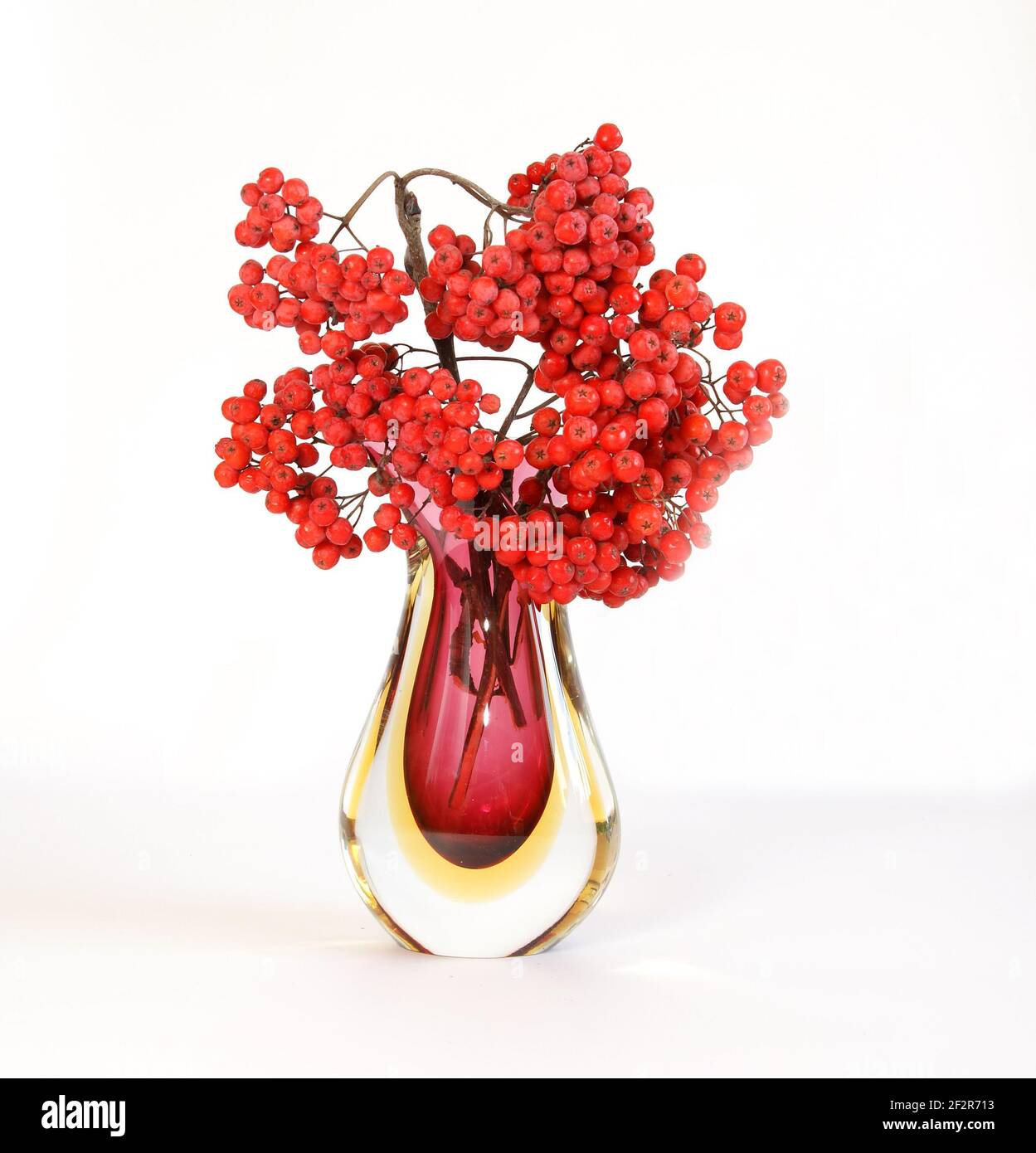 Still life with red natural rowan on a white background Stock Photo - Alamy